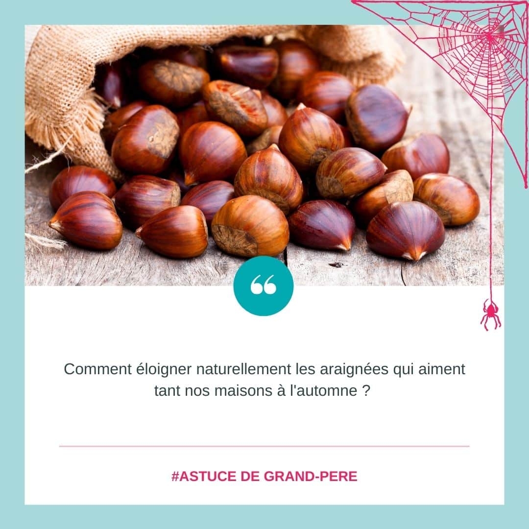 Comment éloigner les araignées naturellement, sans les tuer